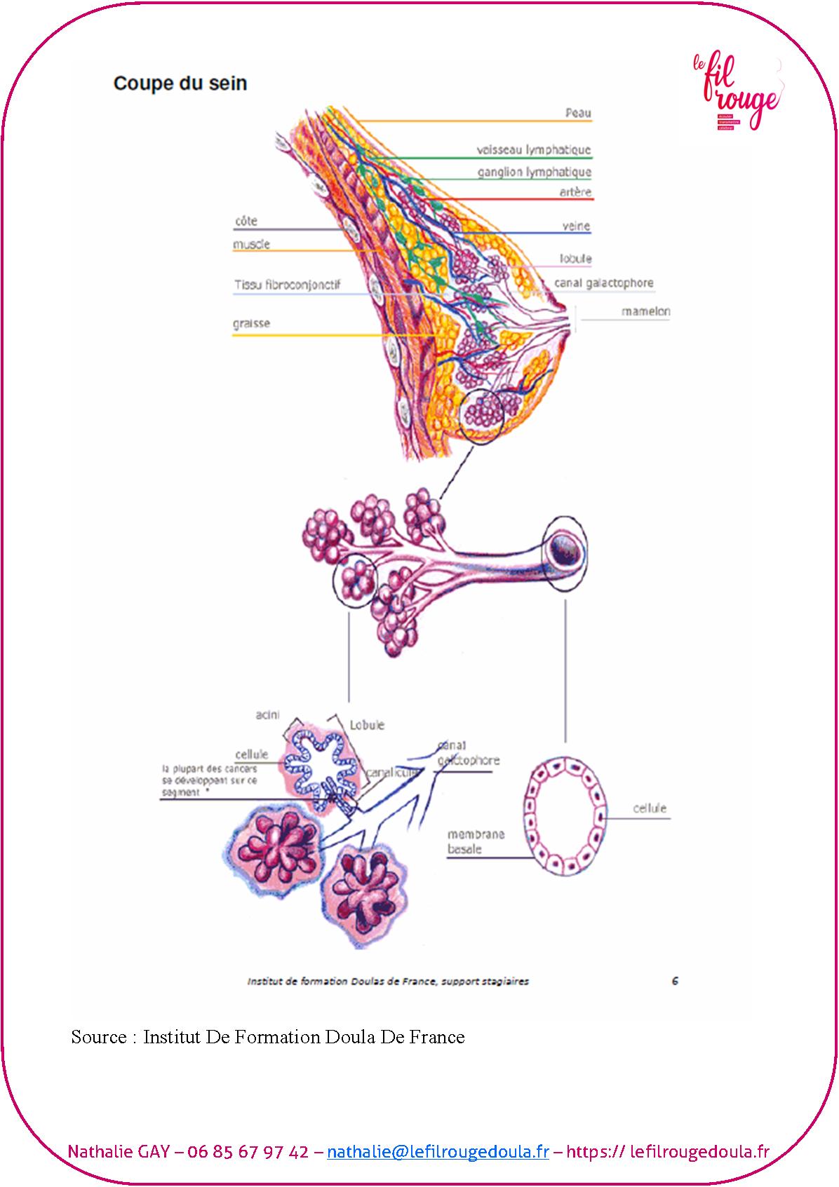 Structure Interne Du Sein | Anatomie du sein – DBQZP